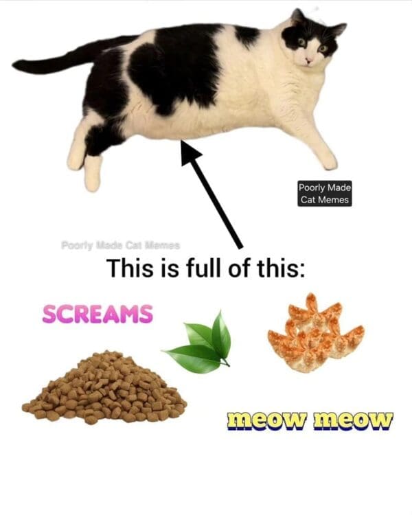 Cat Memes: 23 Motivational Kitties For Some Good Vibes