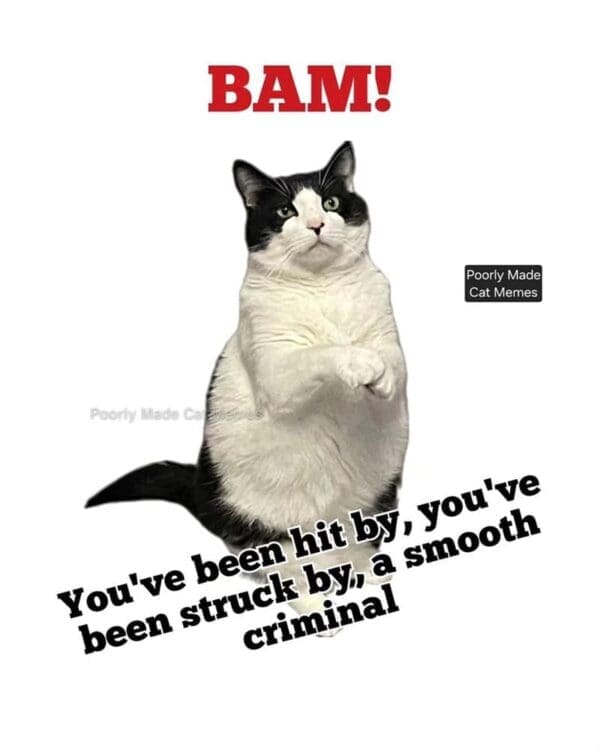 Cat Memes: 23 Motivational Kitties For Some Good Vibes