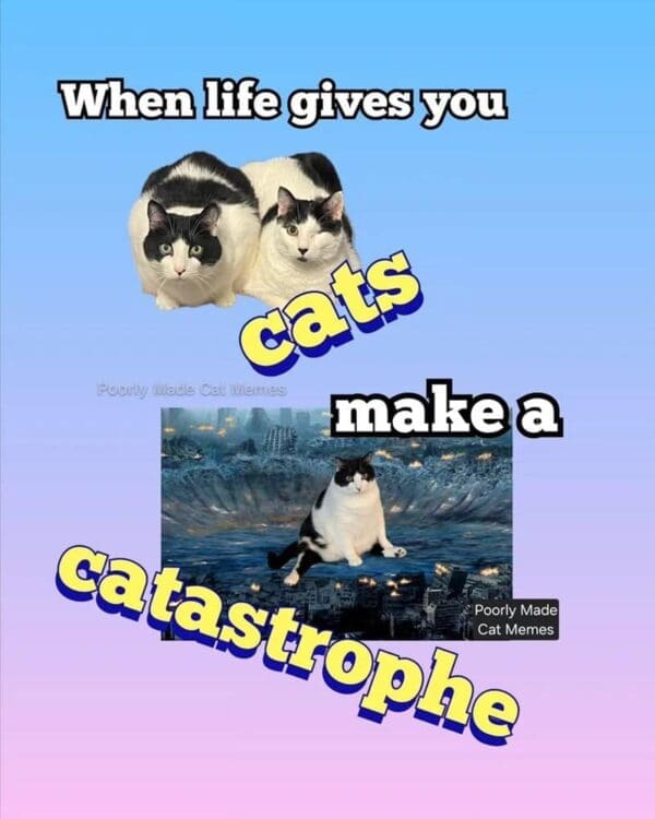 Cat Memes: 23 Motivational Kitties For Some Good Vibes