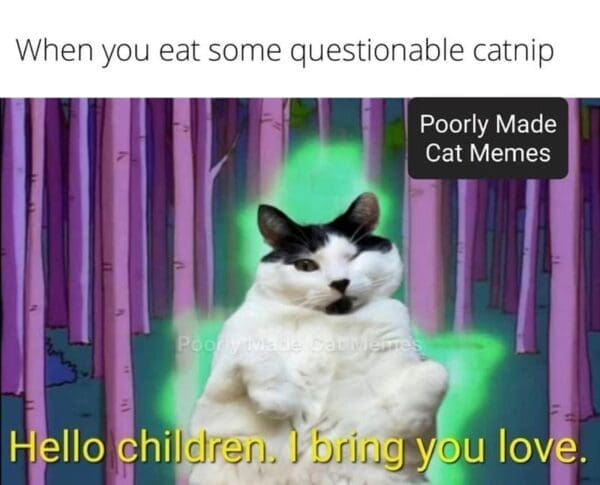 Cat Memes: 23 Motivational Kitties For Some Good Vibes