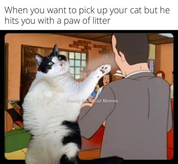 Cat Memes: 23 Motivational Kitties For Some Good Vibes