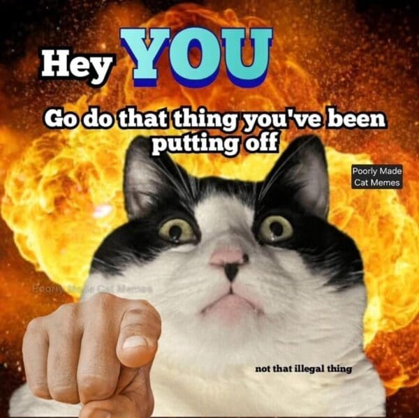 Cat Memes: 23 Motivational Kitties For Some Good Vibes