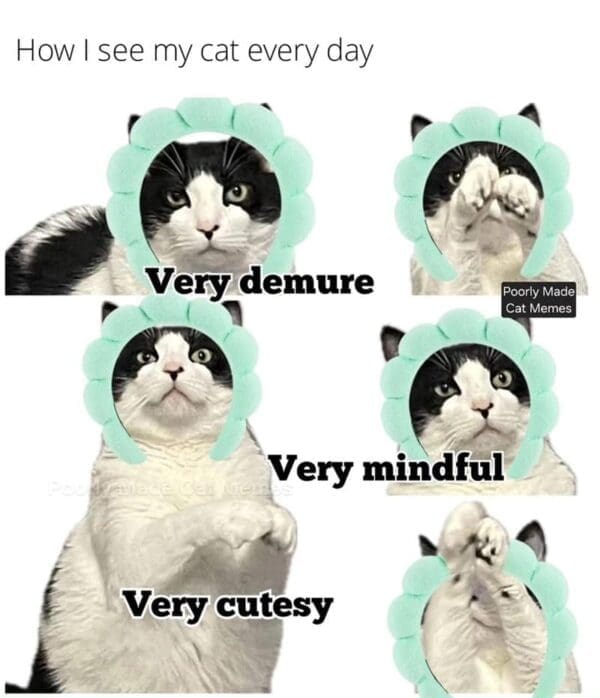 Cat Memes: 23 Motivational Kitties For Some Good Vibes