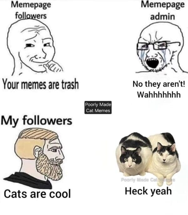 Cat Memes: 23 Motivational Kitties For Some Good Vibes