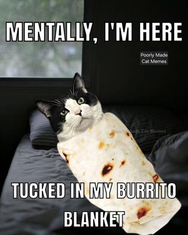 Cat Memes: 23 Motivational Kitties For Some Good Vibes