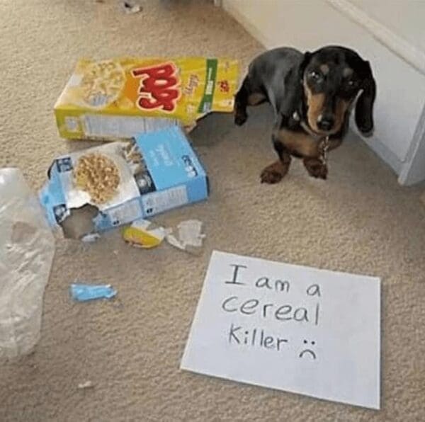 Cereal Memes: 28 Memes For Any Time of Day