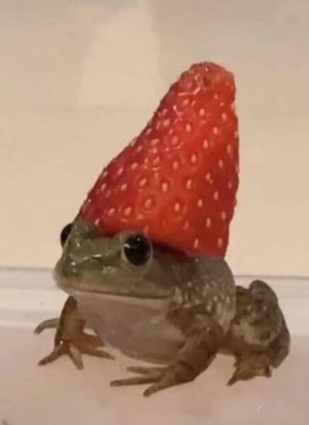 Frog Memes: 32 Memes and Cute Pics With Froggos