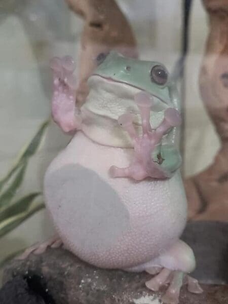 Frog Memes: 32 Memes and Cute Pics With Froggos