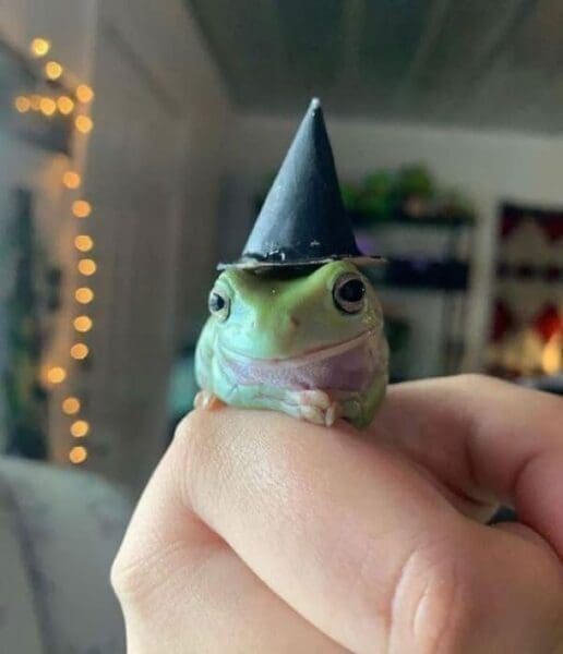Frog Memes: 32 Memes and Cute Pics With Froggos