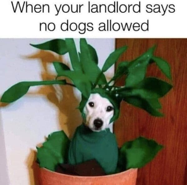 Landlord Memes: 30 Relatable Memes for Every Renter