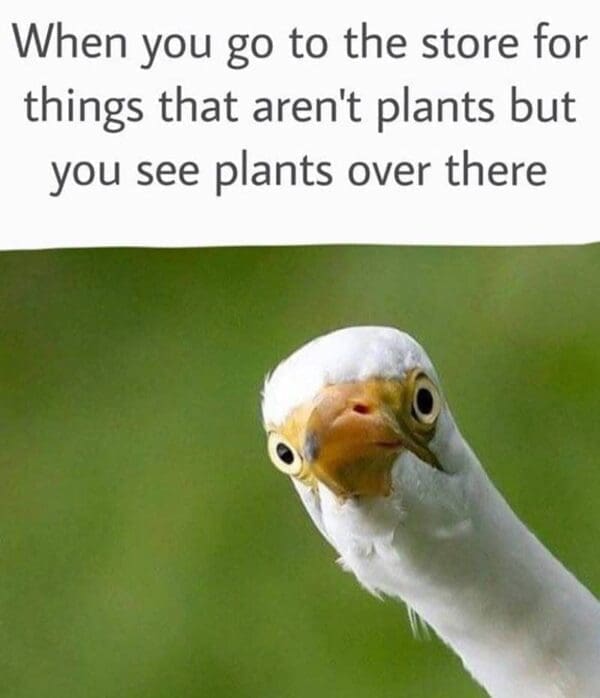 35 Plant Memes for People Who Struggle to Keep Their Plants Alive