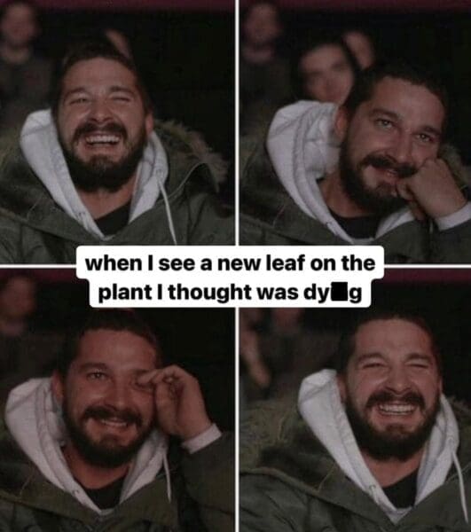 35 Plant Memes for People Who Struggle to Keep Their Plants Alive