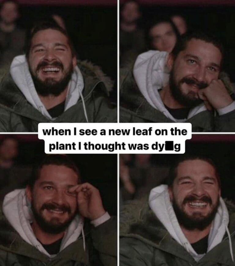 35 Plant Memes for People Who Struggle to Keep Their Plants Alive