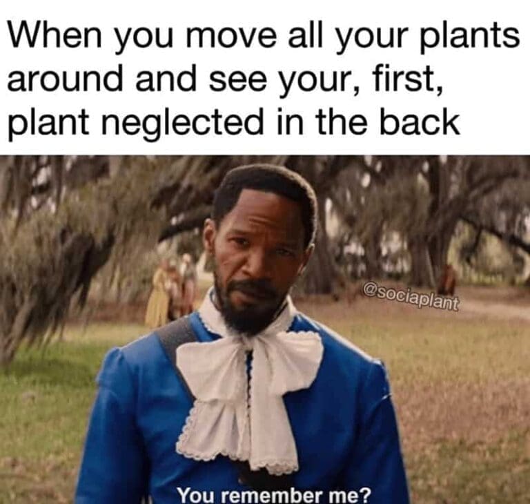 35 Plant Memes for People Who Struggle to Keep Their Plants Alive