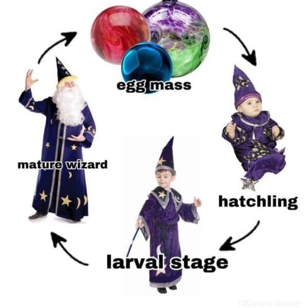 40 Wizard Memes: The Internet’s Newest Magical Obsession