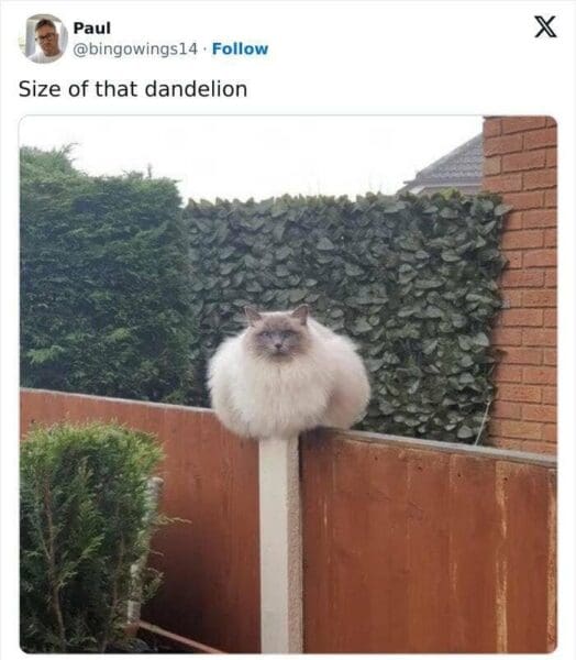 British Memes: 50 UK Memes That Brits Will Understand