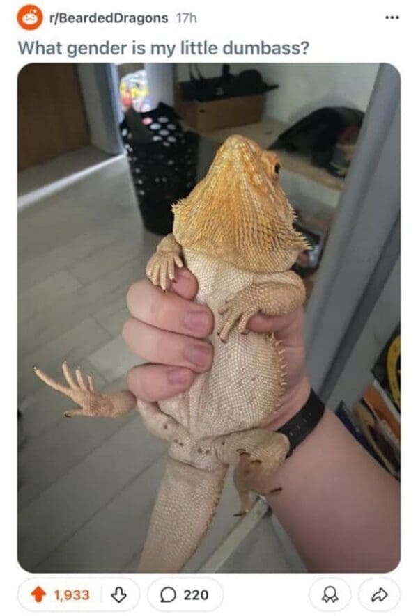 36 Wild Reddit Pics That Are Funnier Than They Have Any Right to Be