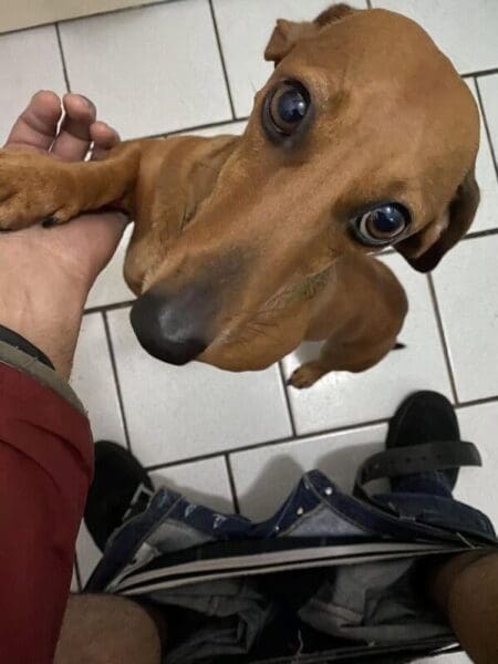 49 Out of Context Photos That Have Gone to the Dogs