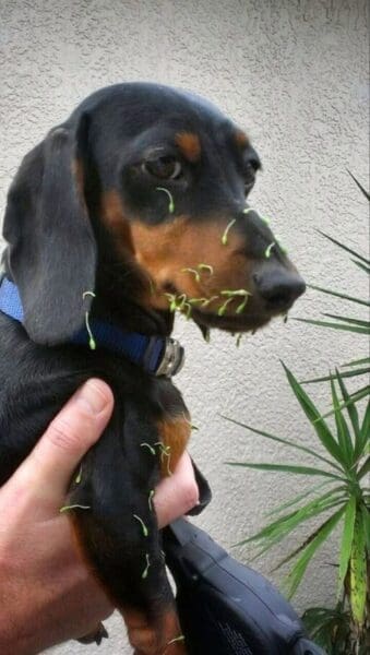 49 Out of Context Photos That Have Gone to the Dogs