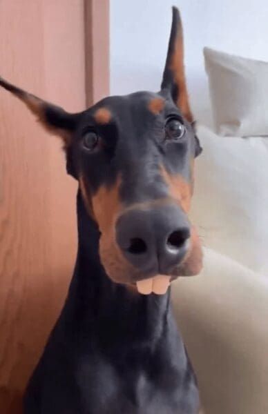 49 Out of Context Photos That Have Gone to the Dogs