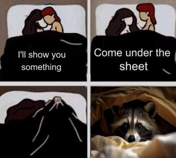 Raccoon Memes: 40 Chaotically Funny Raccoon Memes