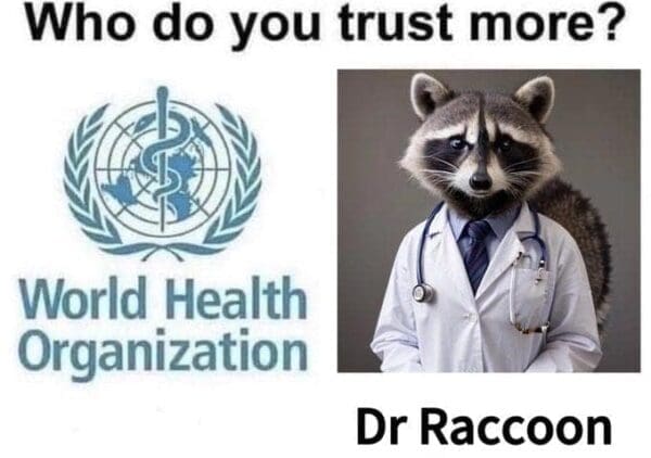 Raccoon Memes: 40 Chaotically Funny Raccoon Memes