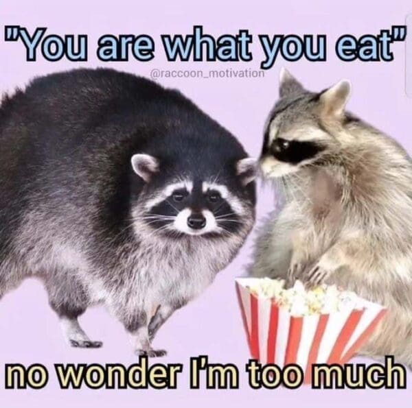 Raccoon Memes: 40 Chaotically Funny Raccoon Memes