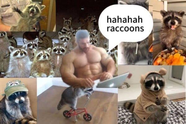 Raccoon Memes: 40 Chaotically Funny Raccoon Memes