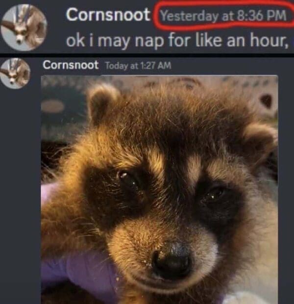 Raccoon Memes: 40 Chaotically Funny Raccoon Memes