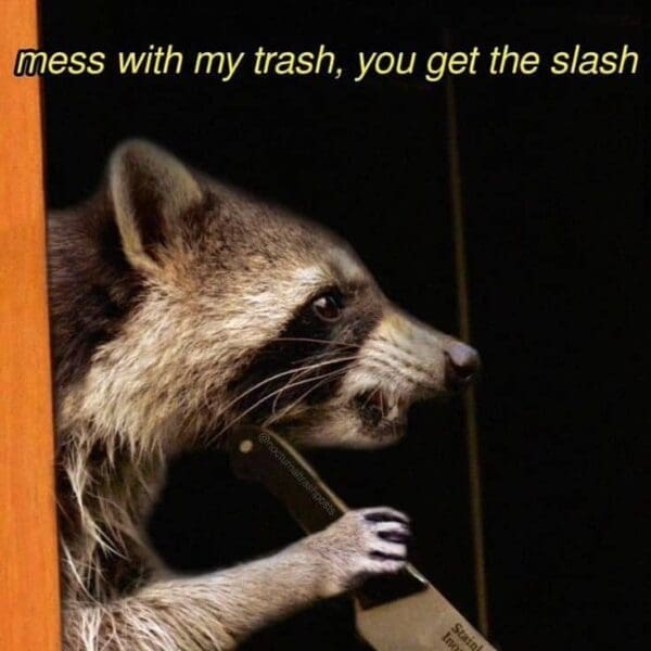 Raccoon Memes: 40 Chaotically Funny Raccoon Memes