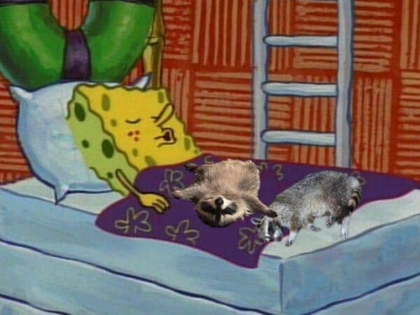 Raccoon Memes: 40 Chaotically Funny Raccoon Memes