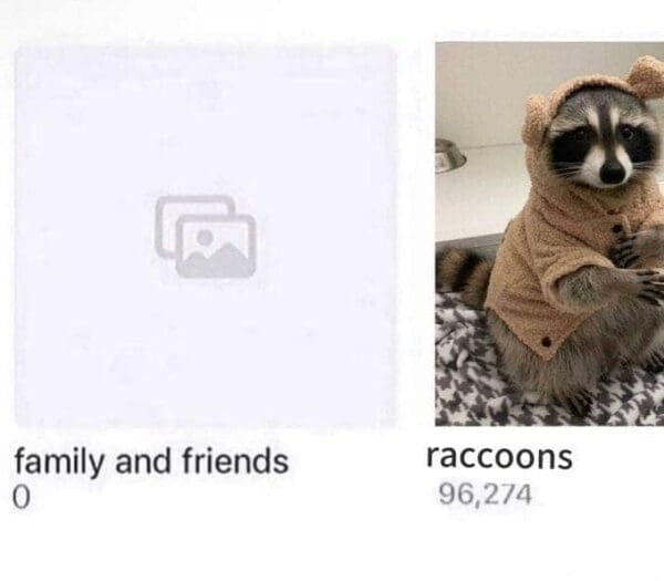 Raccoon Memes: 40 Chaotically Funny Raccoon Memes
