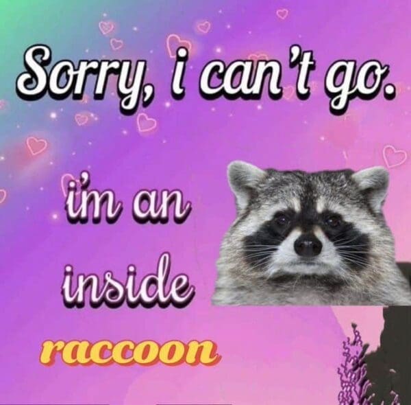 Raccoon Memes: 40 Chaotically Funny Raccoon Memes