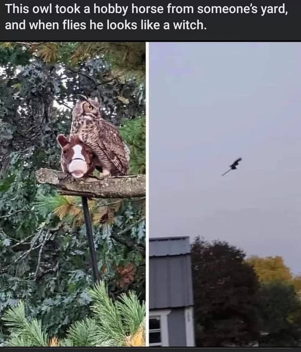 Witch Memes: 35 Memes for Witchy Vibes This Halloween