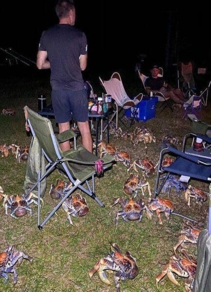 Crab Memes: 40 Hilariously Weird Gems About CRABS