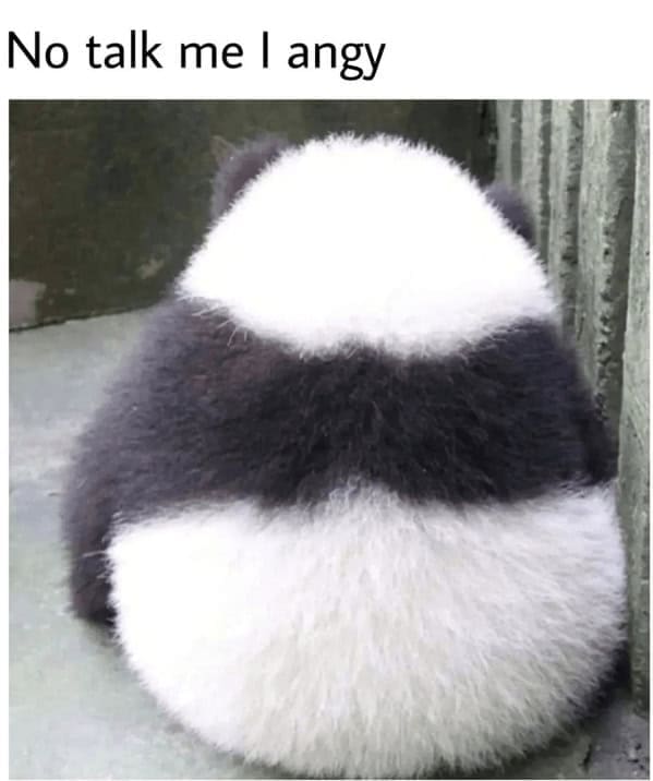 38 Hilarious Panda Memes Perfect for Introverts Everywhere