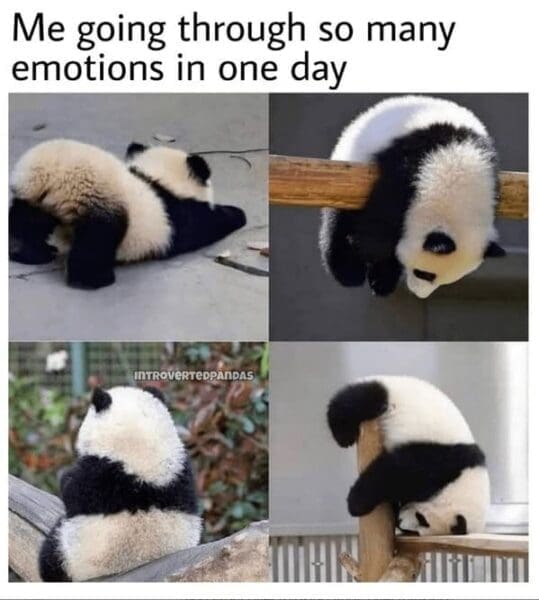 38 Hilarious Panda Memes Perfect for Introverts Everywhere
