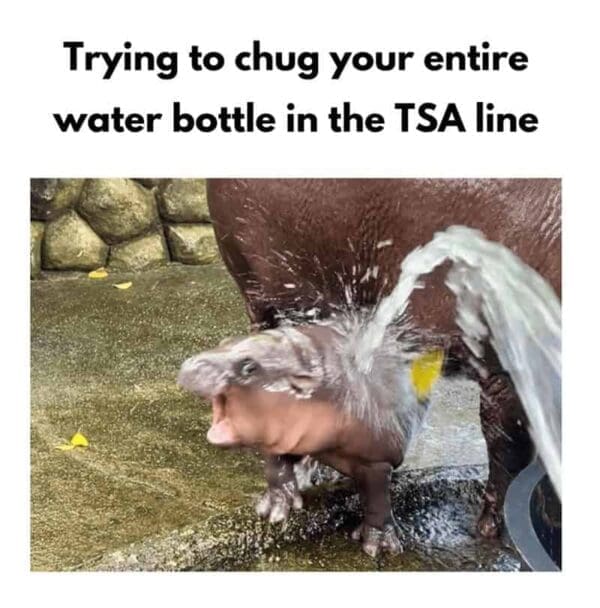 30 TSA Memes to Entertain You in the 4 Hour Long Airport Queue
