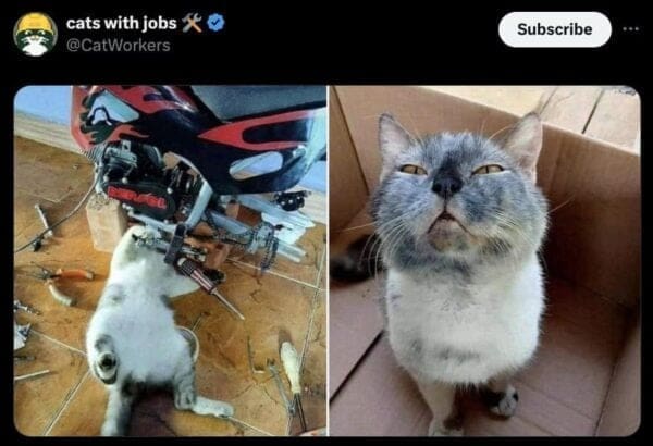 Cat Memes: 29 Cats Working Hard At Their Jobs