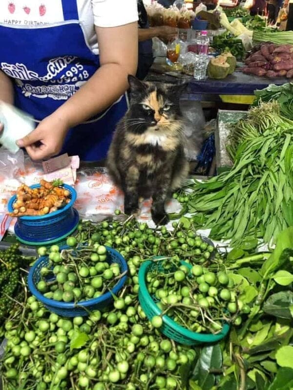 Cat Memes: 29 Cats Working Hard At Their Jobs