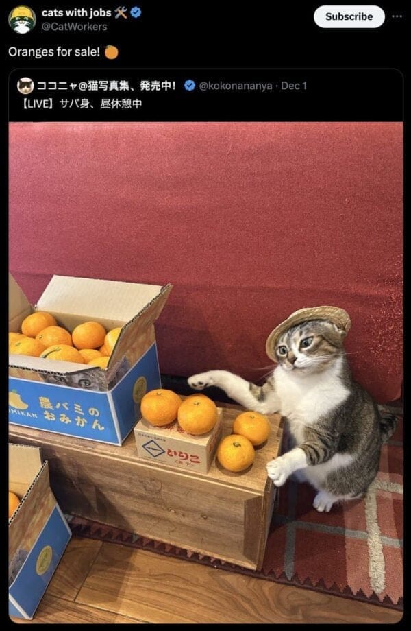 Cat Memes: 29 Cats Working Hard At Their Jobs