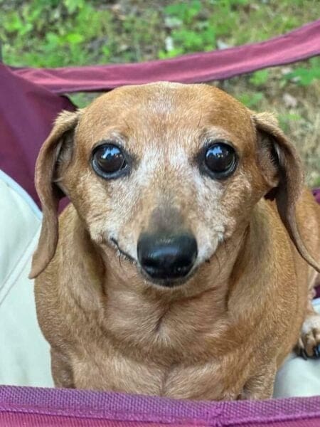 28 Creepy Dogs That Blur The Line Between Cute And Cryptid