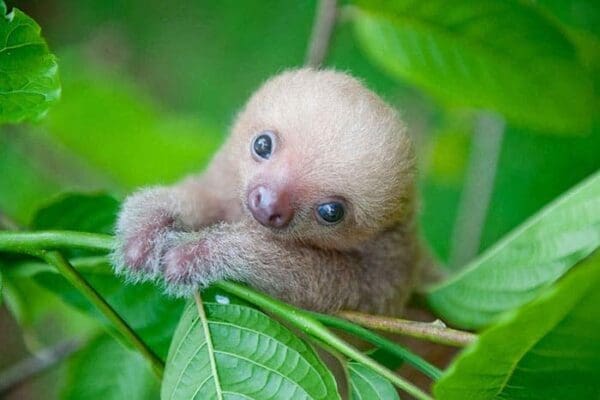 Baby Animals: 35 Baby Animal Photos Cuter Than Heck