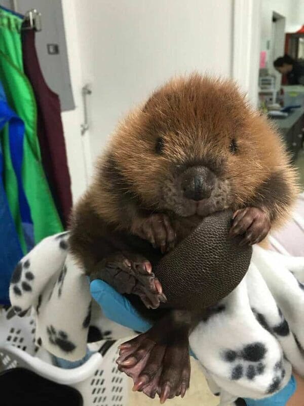 Baby Animals: 35 Baby Animal Photos Cuter Than Heck