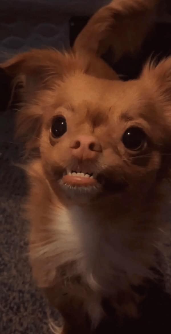 19 Creepy Dogs That Look Like They Came From Another World