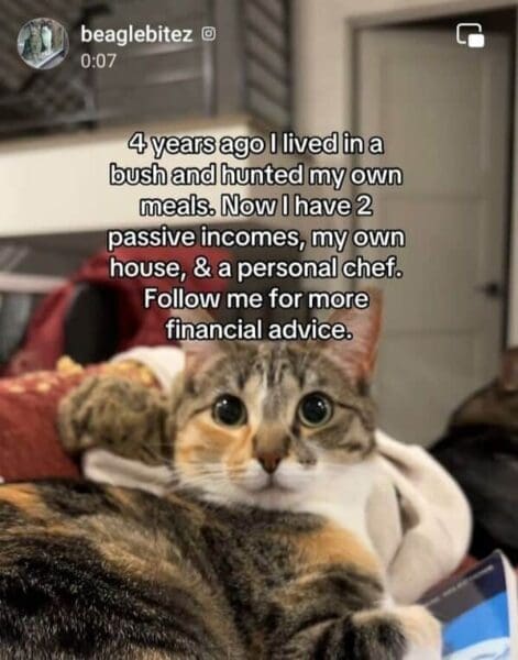 40 Funny Cat Memes for Unapologetic Feline Enthusiasts