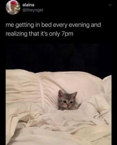 40 Funny Cat Memes for Unapologetic Feline Enthusiasts