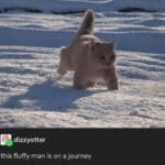 40 Funny Cat Memes for Unapologetic Feline Enthusiasts