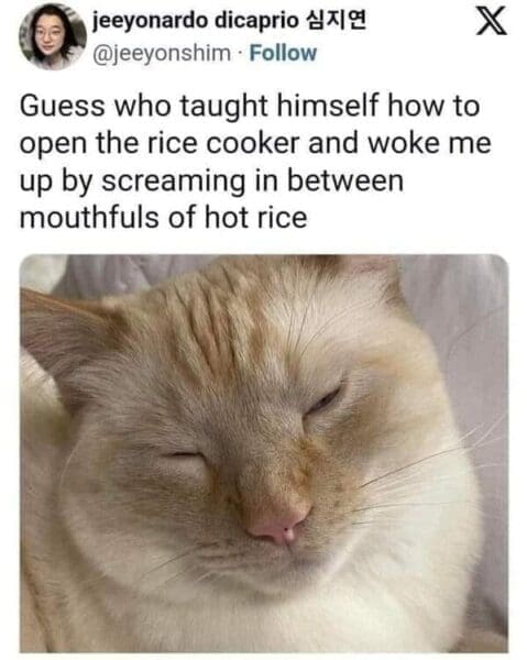 40 Funny Cat Memes for Unapologetic Feline Enthusiasts