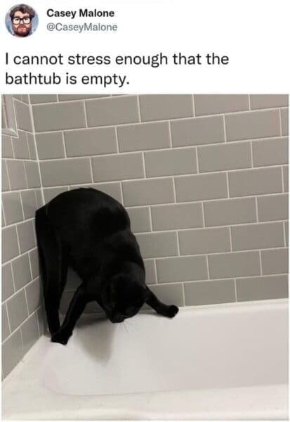 40 Funny Cat Memes for Unapologetic Feline Enthusiasts